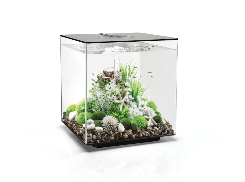 BiOrb Aquarium CUBE 60 MCR online kaufen