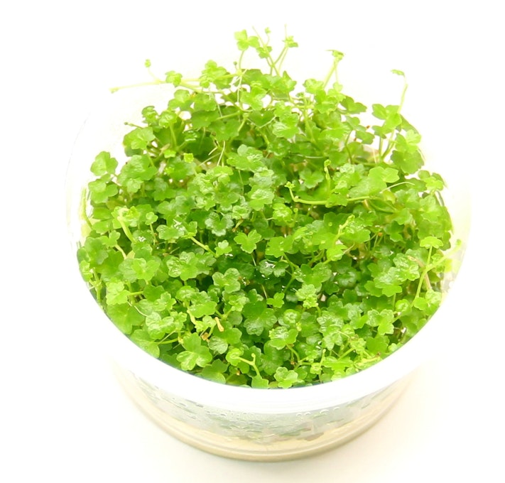 Hydrocotyle tripartita 'Mini' In-Vitro online kaufen
