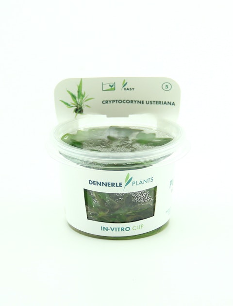 Cryptocoryne usteriana In-Vitro online kaufen